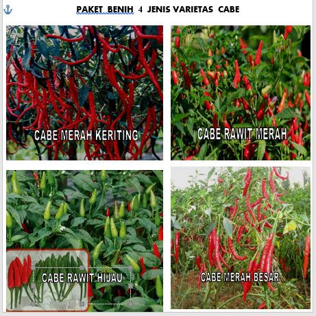 Paket Hemat Benih, 4 Jenis Benih Varietas Cabe Siap Semai/Tanam ...