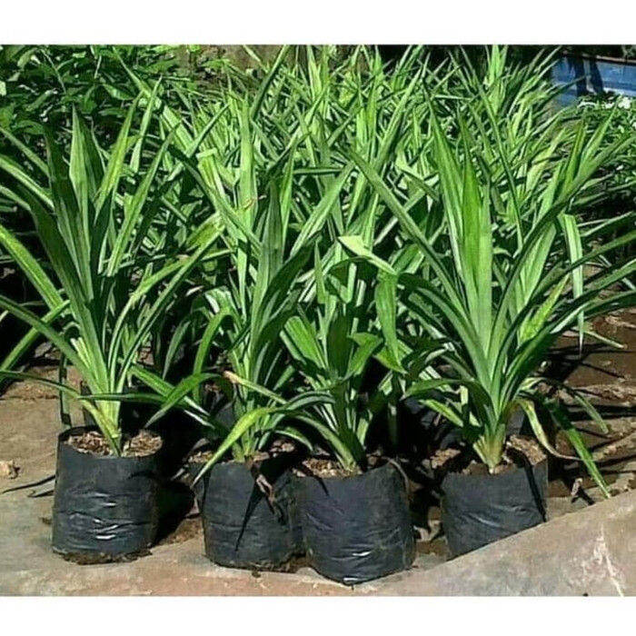 Pohon Pandan Wangi - Tanaman Pandan Wangi | Lazada Indonesia