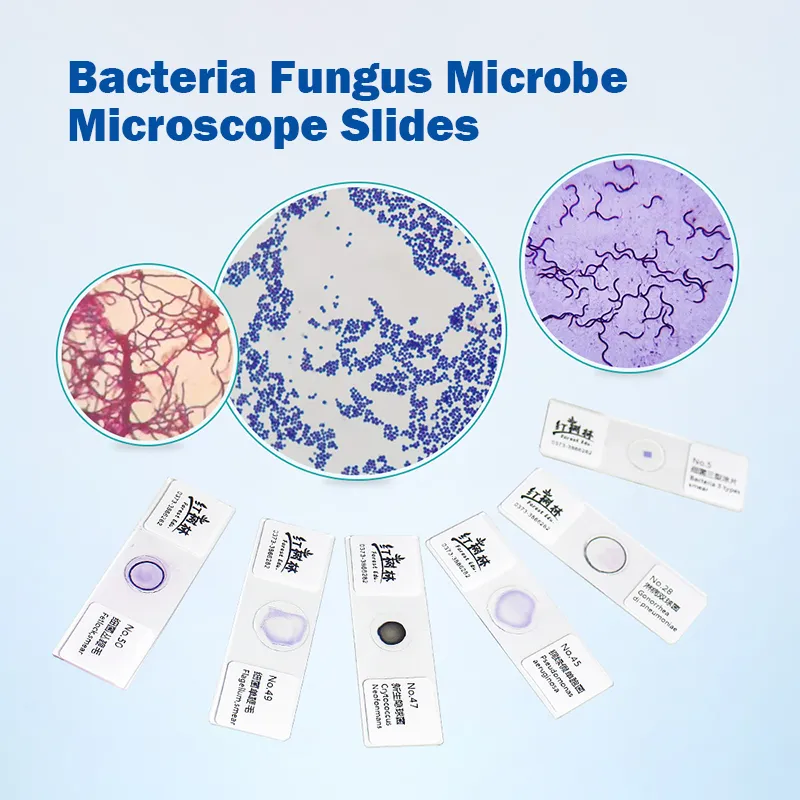 Microscope Slides Of Bacteria