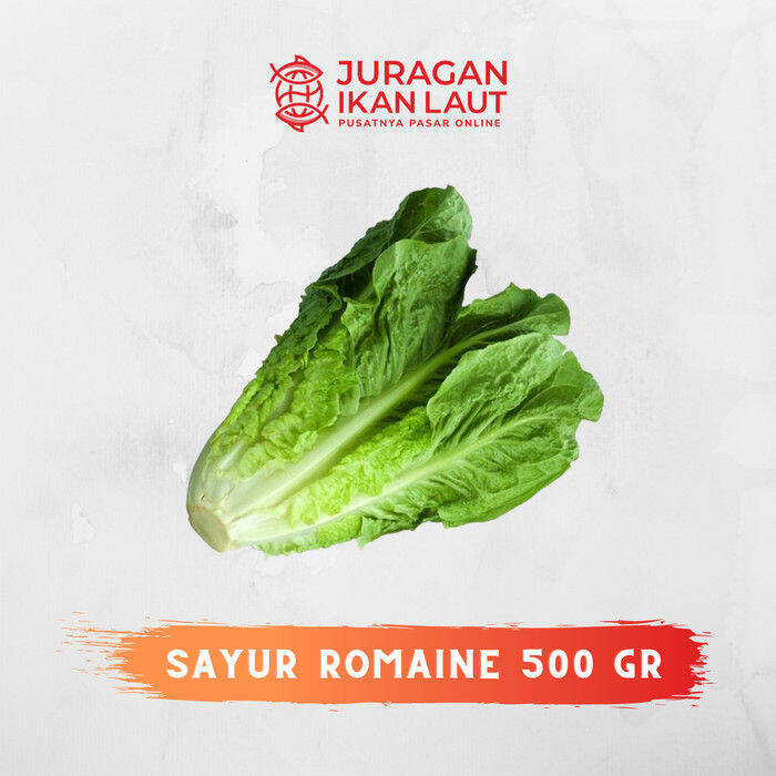 Sayur Romaine Segar Berkualitas - 500 Gram | Lazada Indonesia