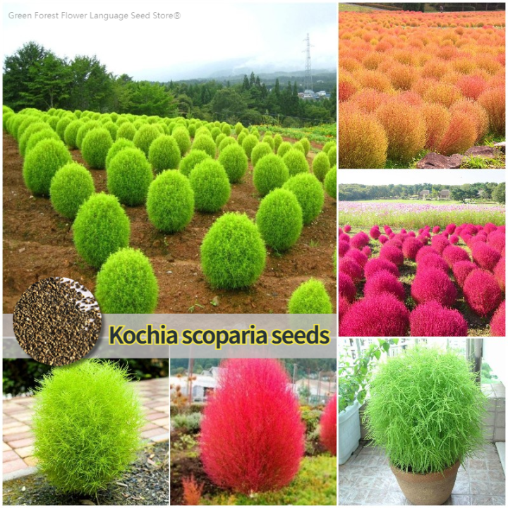 [Easy to grow in Malaysia] Red Green Kochia Scoparia Seeds Flower Seeds ...