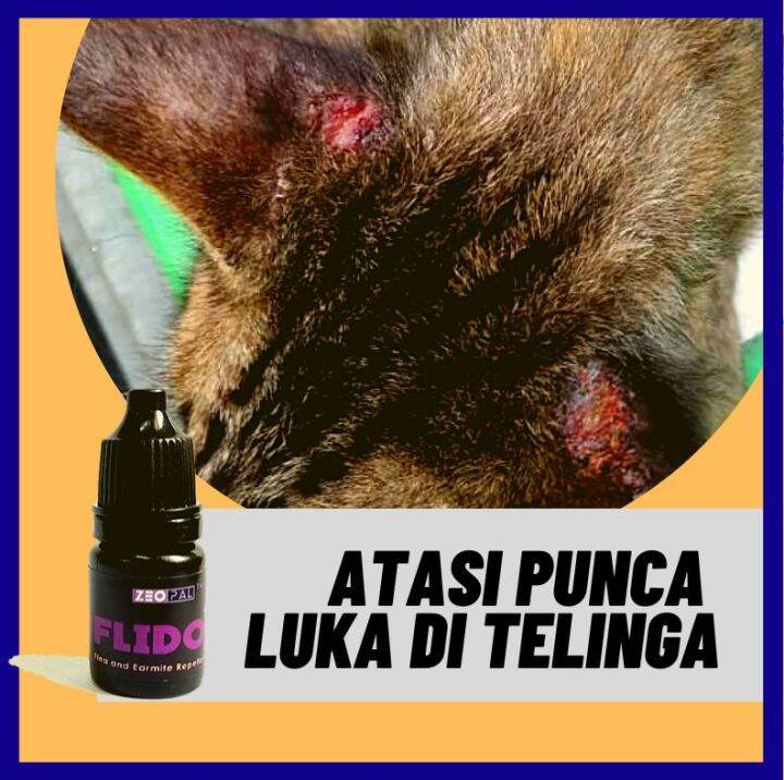 Telinga Kucing Luka Kutu Telinga Kucing Berkurap Telinga Telinga Kucing ...