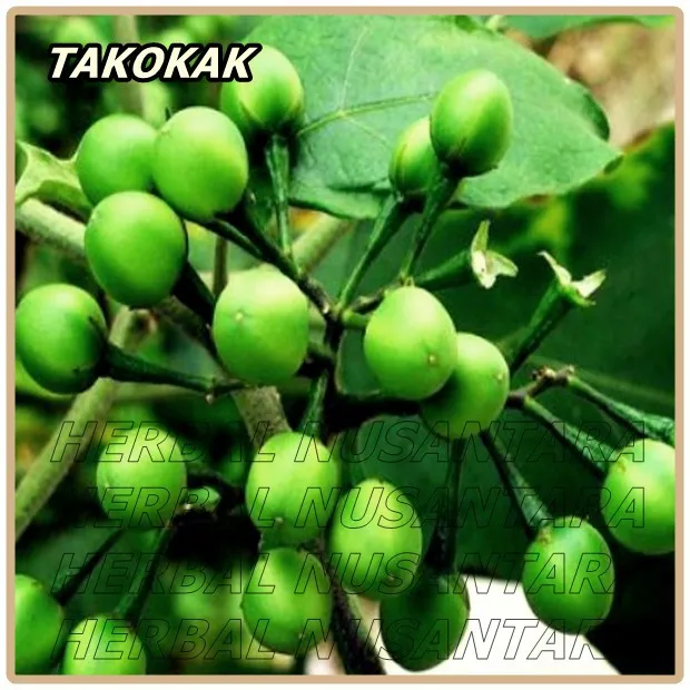 Buah Takokak Seger 500 grm | Lazada Indonesia