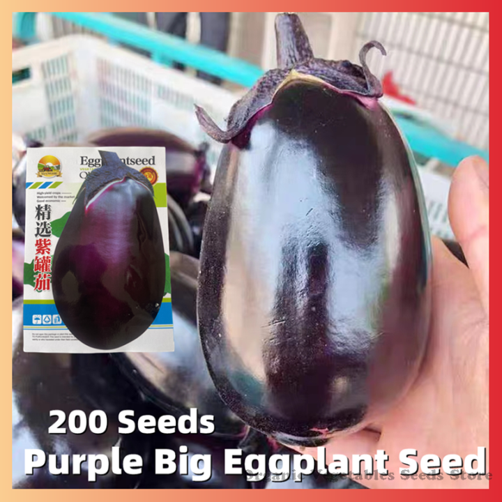 200 Seeds High Yield Purple Big Eggplant Seeds for Sale Benih Terung ...