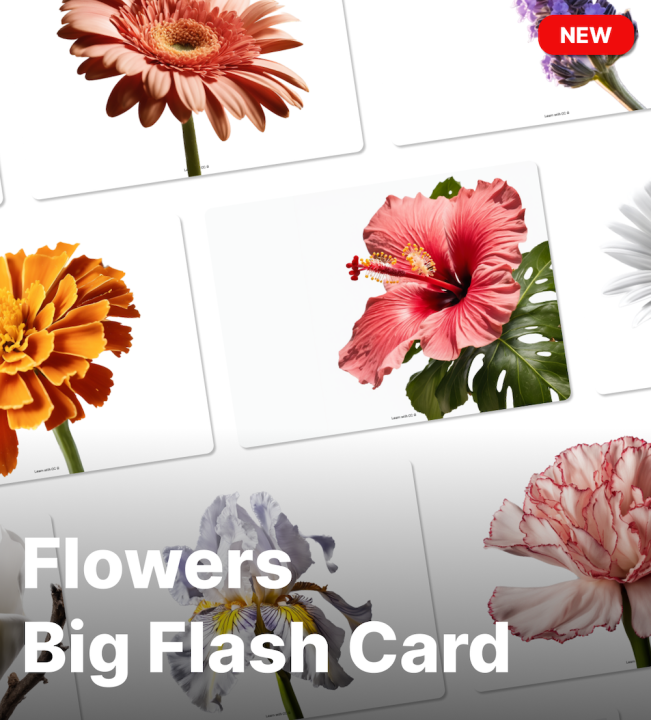 Flowers Flash Cards for Kids, Baby, Big Flash Card, Flashcard ...