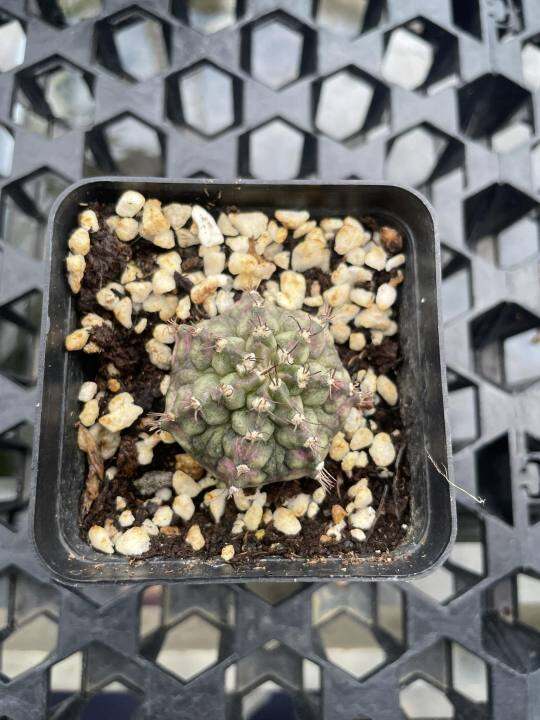 Augustfame - Gymnocalycium T-Rex cactus succulent | Lazada