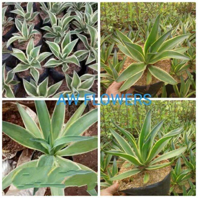 tanaman hias siklok - tanaman agave hijau - siklok - agave | Lazada ...