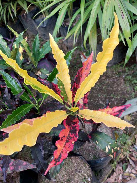 Croton Yellow Pie Crust with FREE plastic pot, pebbles and soil. Real ...