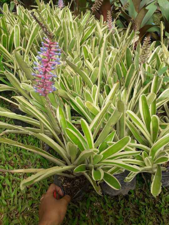 Tanaman hias bromelia variegata | Lazada Indonesia