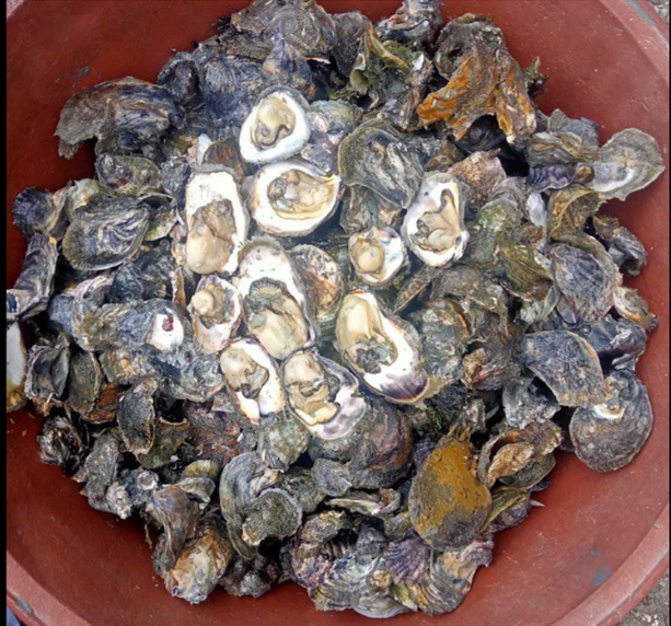 Oyster/Sisi | Lazada PH