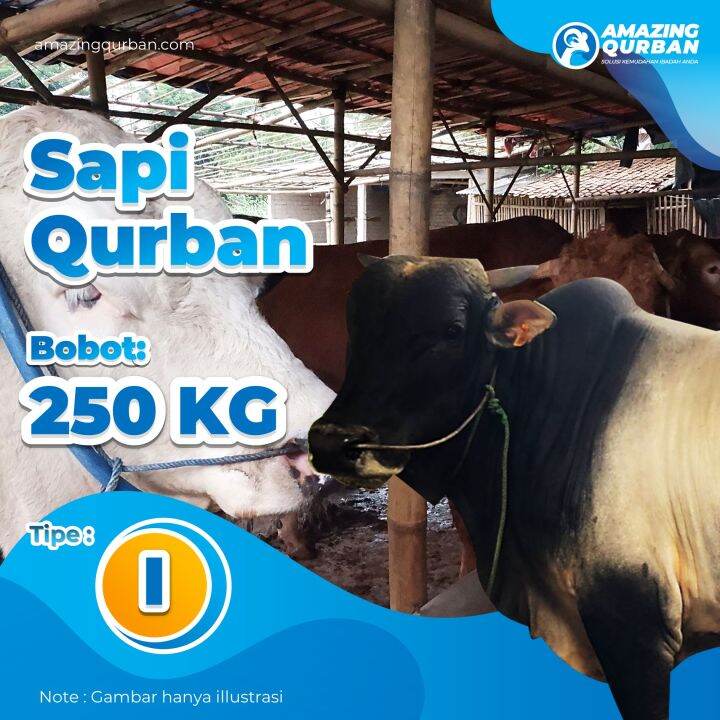 Sapi Kurban 2022 BALI Bobot 250Kg Syar'i & Bergaransi TERMURAH DAN BERKUALITAS | Lazada Indonesia