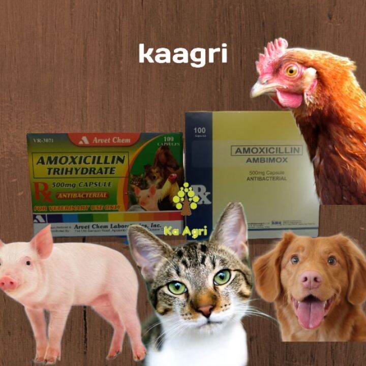 Arvet/Ambimox Amoxicillin 10's | Lazada PH