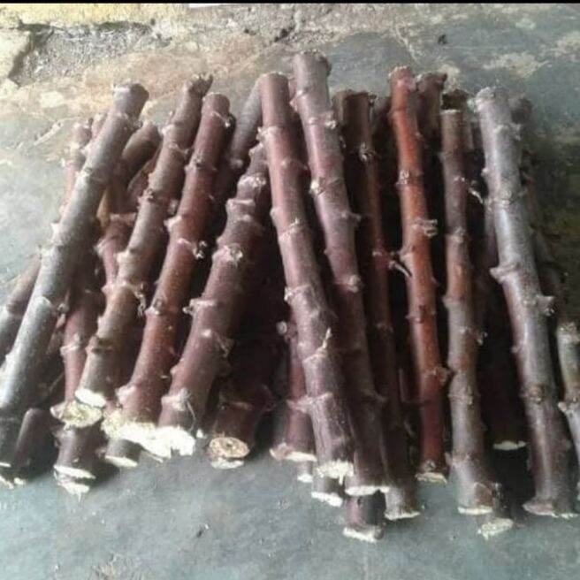 Batang Singkong Kuning Bibit Singkong Mentega | Lazada Indonesia