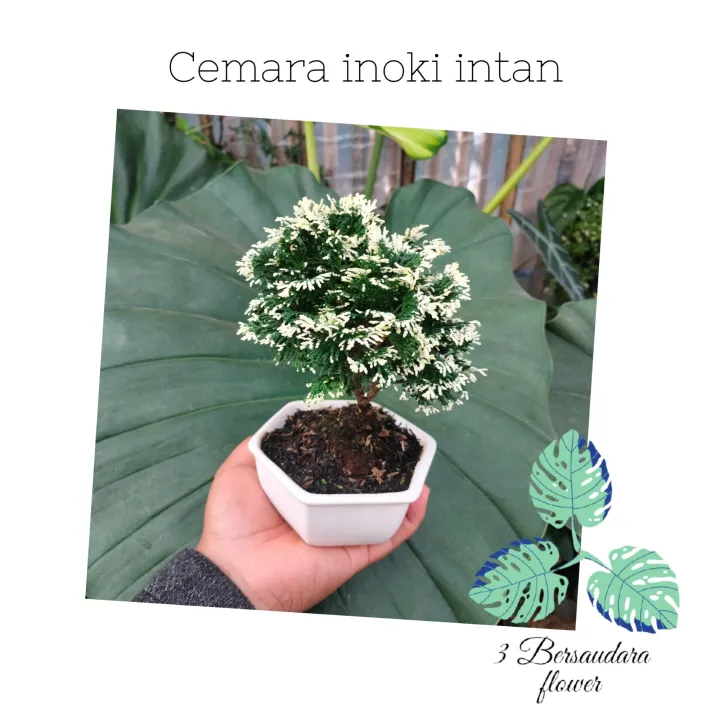 Bonsai cemara inoki intan variegata | Lazada Indonesia