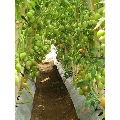 VICTORY SEED 100 Benih Biji Buah Tomat Sayur Ijo Hijau Bulat Terong ...