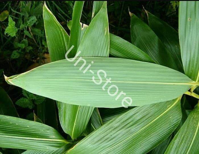 Daun Bambu Segar Pilihan herbal dan bungkus bacang 500gr | Lazada Indonesia