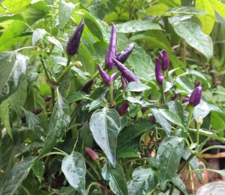 Violet Siling Labuyo Seeds 50/100pcs | Lazada PH