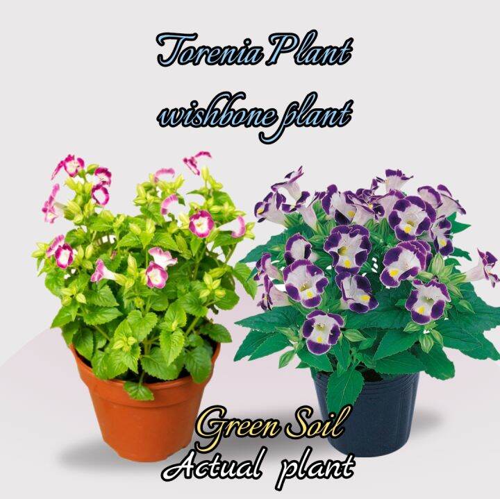 TORENIA LIVE PLANT 2 COLORS | Lazada PH
