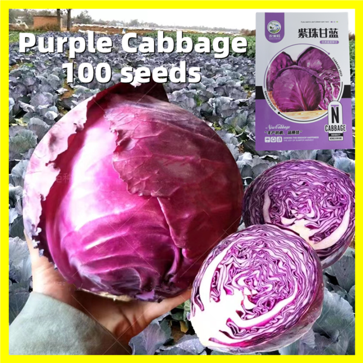 F1 Hybrid Purple Cabbage Seeds for Planting - 100% Fresh 100seeds Red ...