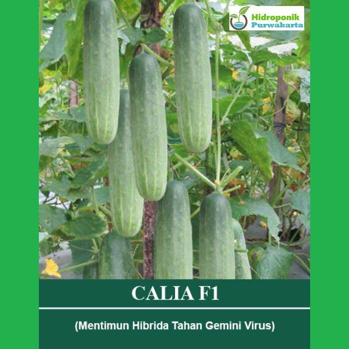 BENIH TIMUN HIBRIDA WARNA HIJAU ISI 200 BUTIR TAHAN VIRUS CALIA F1 ...