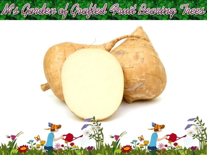 Singkamas Seeds | Lazada PH