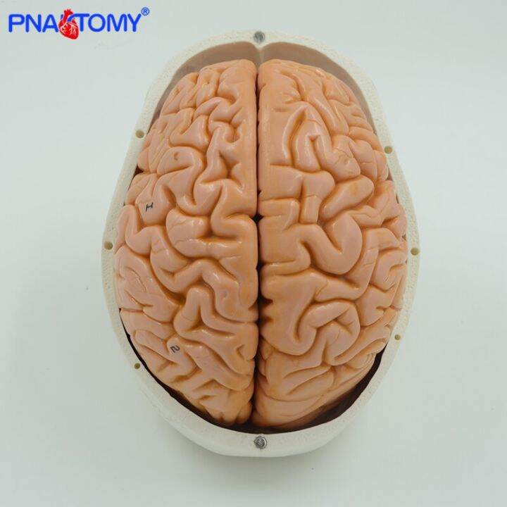 Classic Human Adult Skull Model with Brain Anatomy Head Anatomical Life ...