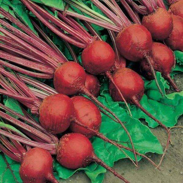 Beetroot Boltardy Seeds | Lazada PH