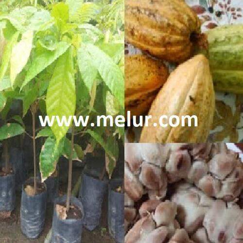 Chocolate Plant Sapling / Anak Pokok Koko Anak Pokok Tanaman Benih ...