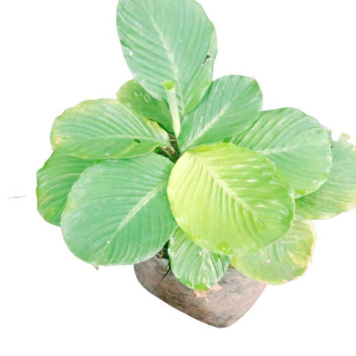 tanaman hias pisang calathea lutea mini daun bulat | Lazada Indonesia