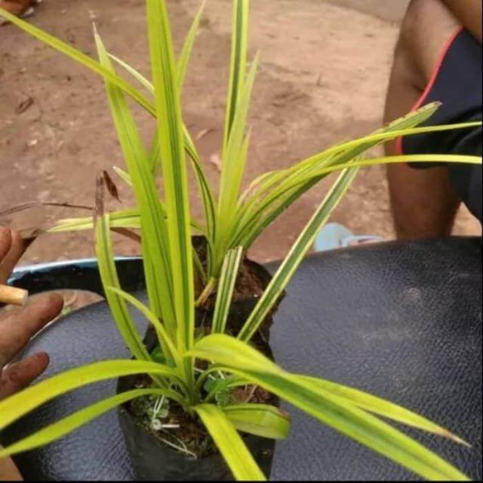 Tanaman hias pandan kuning - pandan Afrika kuning - tanaman hias herba ...