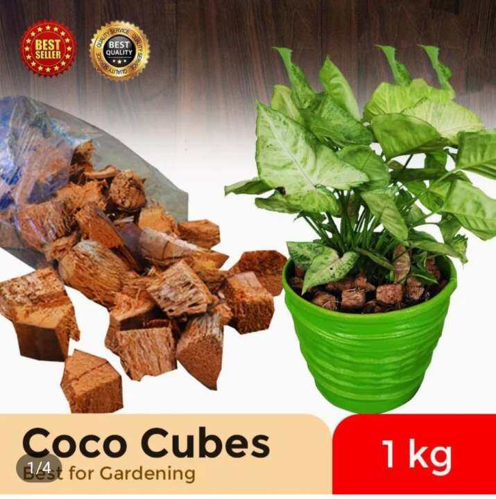 COCO CUBES 1/2 kl -1 kl for plants coconut husk chop into cubes ( 3CM ...