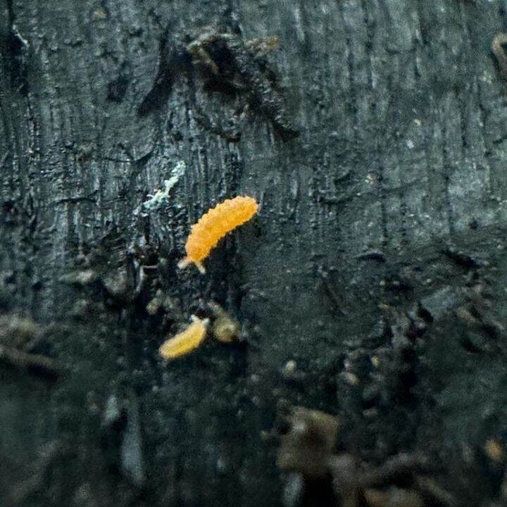 Orange Springtail | Lazada