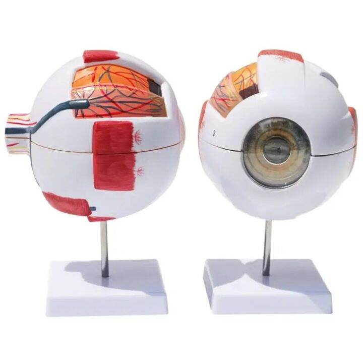 Eyeball Anatomy Model W/ Numeral Sign, 6X Enlarged Human Eye Anatomical ...