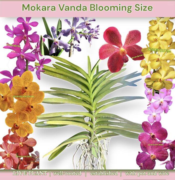 GBO Katrina: Mokara Aranda Kagawara Renanthera Vanda ESTABLISHED ...