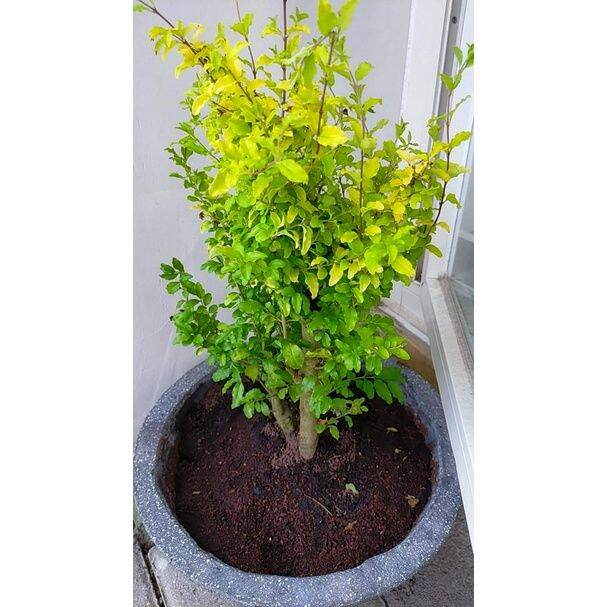 Bahan Bonsai Legistrum Golden / Kututan Siap Kawat | Lazada Indonesia
