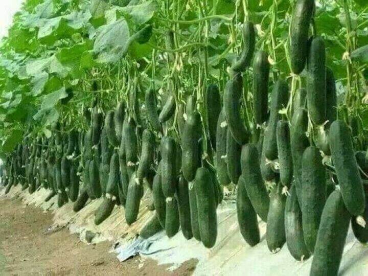 PIPINO SEED`S (CUCUMBER 76 POINTSETT) BIG PIPINO VARIETY | Lazada PH