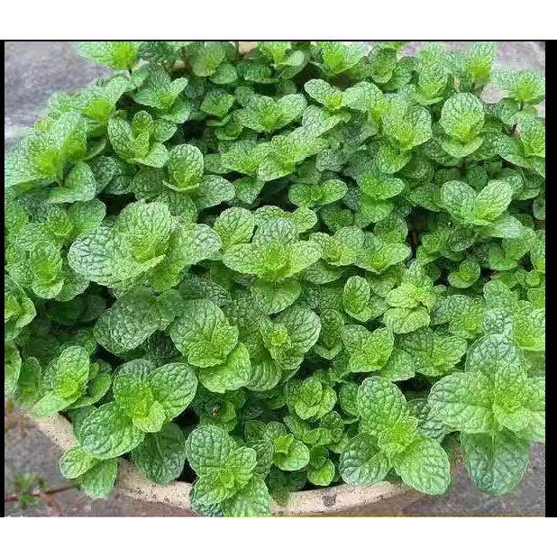 [200biji]Biji Benih - Pudina | Seed - Edible Mint | 花种子 - 食用薄荷 | Lazada