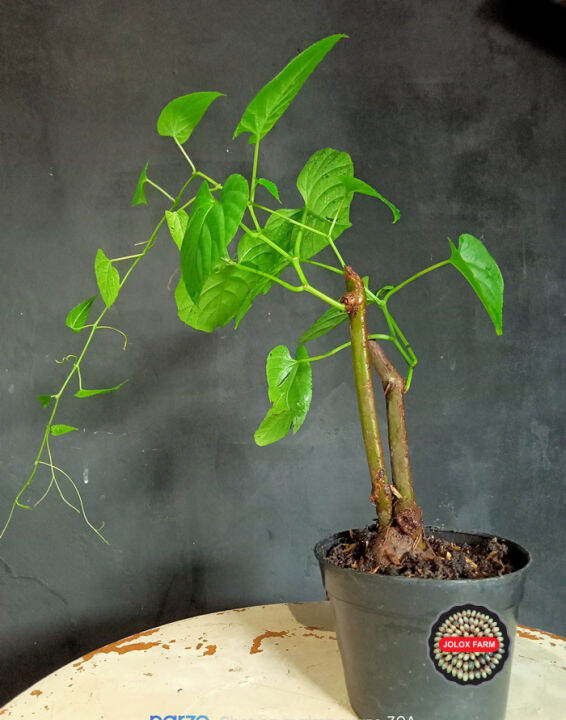 [2 POHON] BIBIT TANAMAN RAMBAT AKAR SERIBU CURTAIN IVY/CISSUS SICYOIDES ...