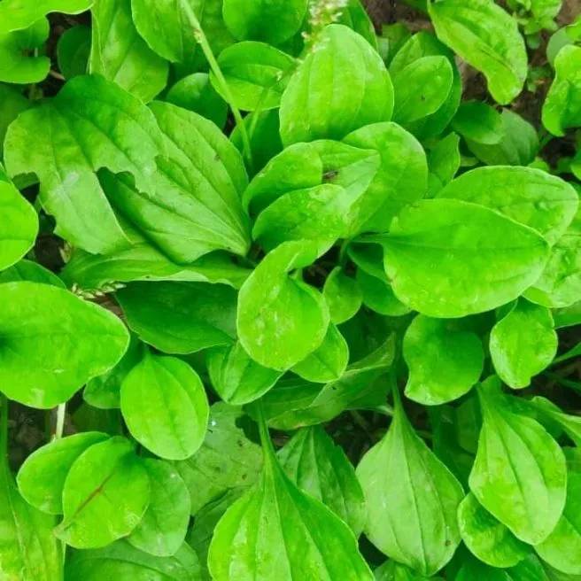 Daun sendok daun Ki urat segar 250grm | Lazada Indonesia