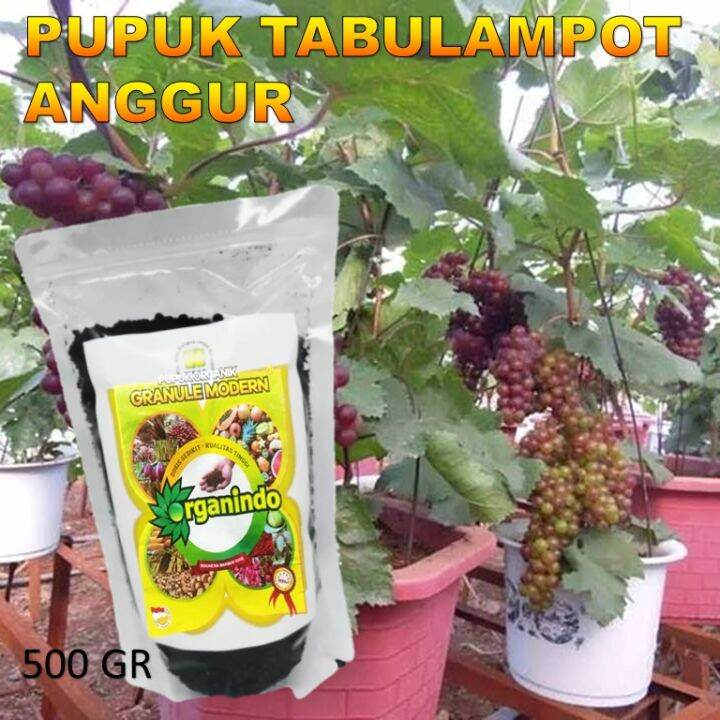 pupuk khusus tanaman anggur / pupuk organik penyubur tanaman anggur ...