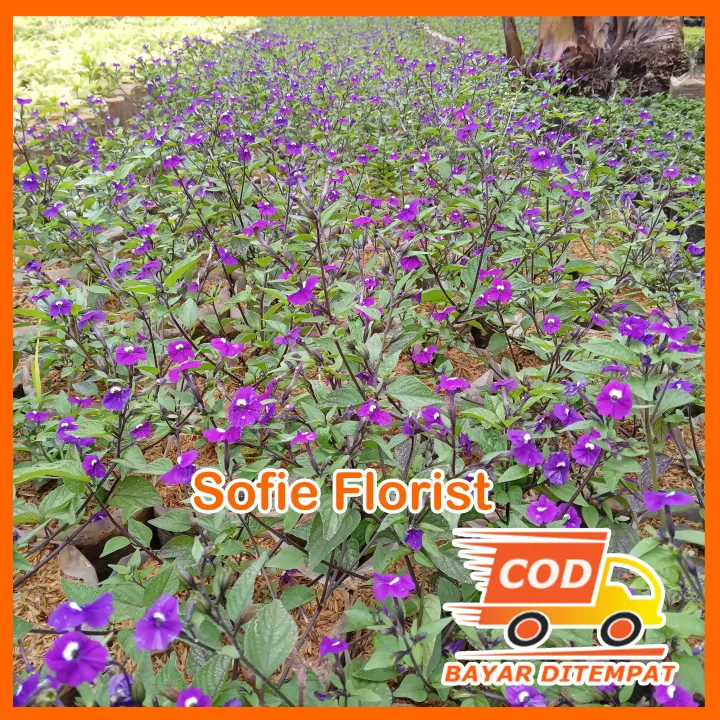 Bunga Mata Itik, Tanaman Hias Mata Itik, Bunga niknik | Lazada Indonesia