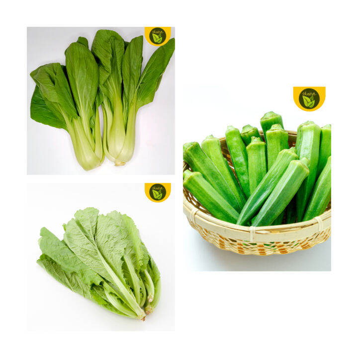 3in1 binhi pantanim (100 seeds pechay 100 seeds mustasa 20 seeds okra ...
