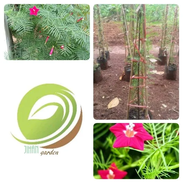 bibit tanaman rincik bumi-songgo langit-sangga -pohon rambat rincik ...