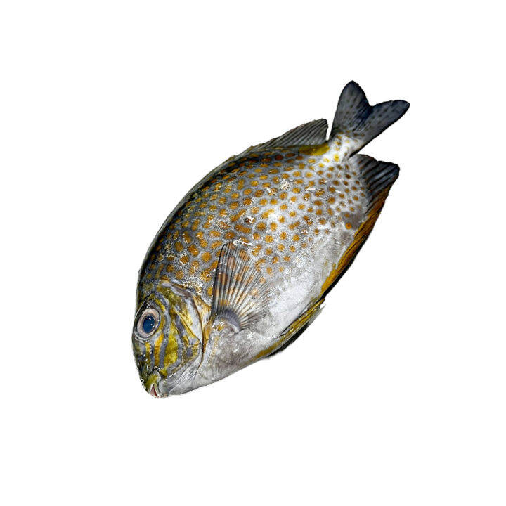 Frozen Samaral "Danggit" Rabbitfish Cleaned (150-250g) | Lazada PH