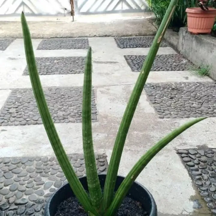 Tanaman Hias Sensivera Tombak Raja, Pohon Sansivera Tombak Raja ...