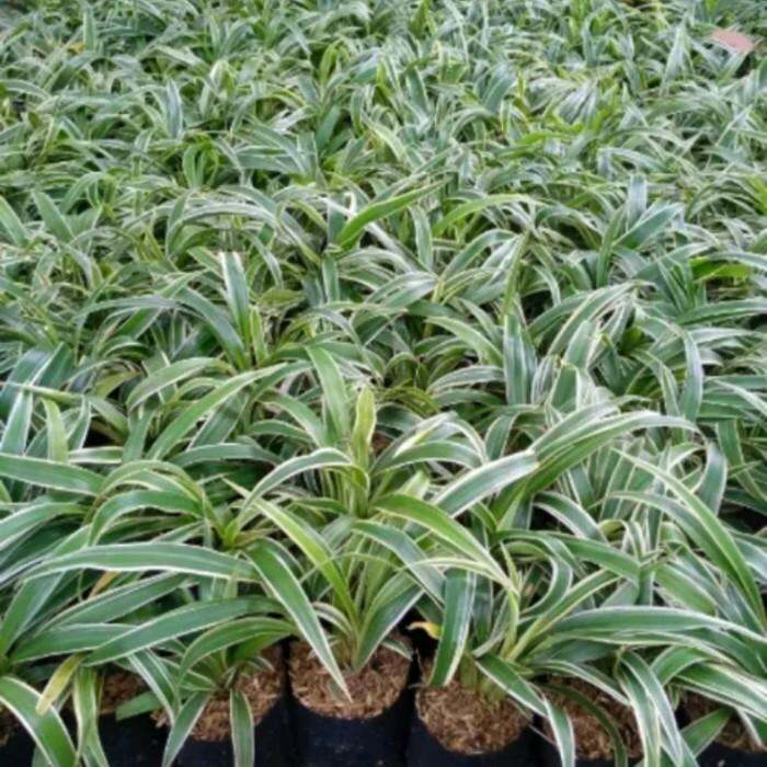 tanaman hias lili paris - tanaman lili paris mini - tanaman indoor ...