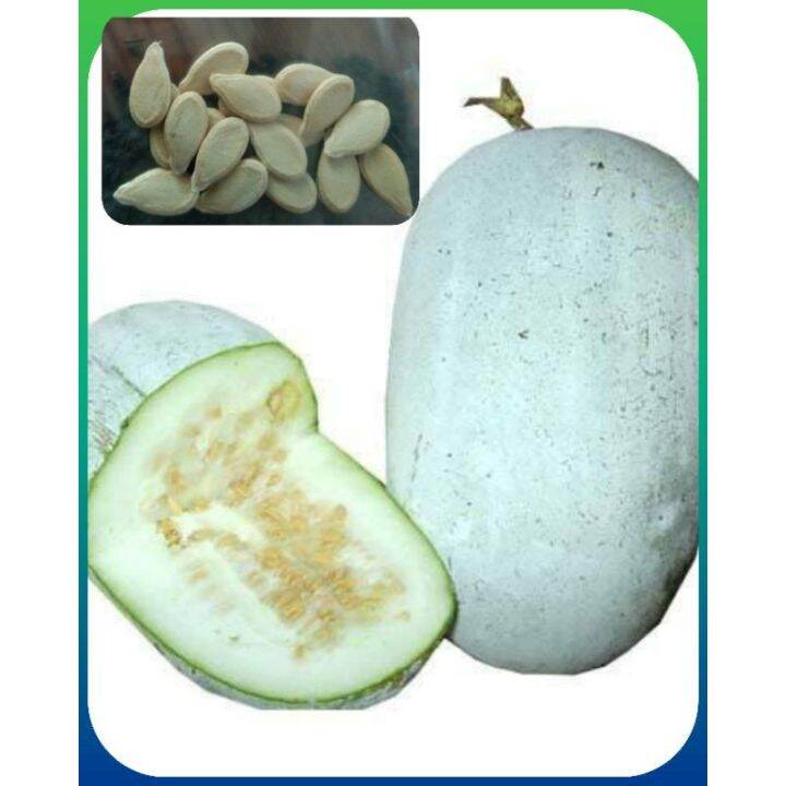 Kundol Seeds (50 pcs Wax Gourd/ Ash Gourd/ Winter Melon Seeds) | Lazada PH