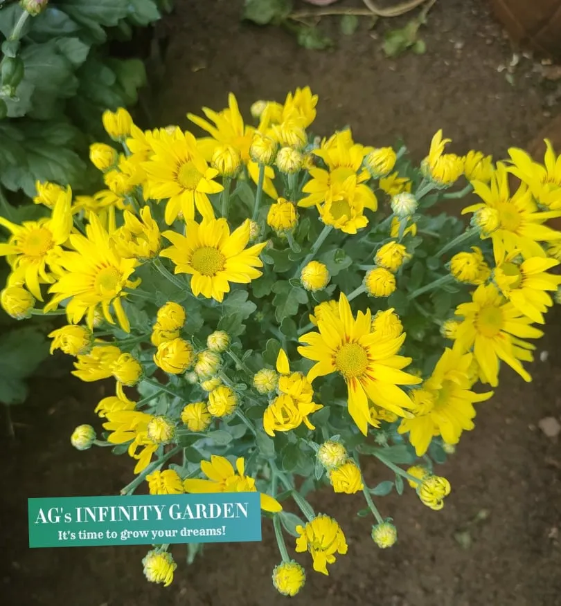 Malaysian Mumps Flower Images | Best Flower Site