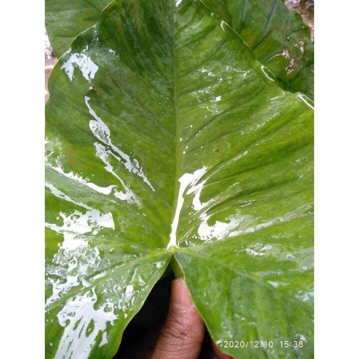 DAUN TALAS BENENG SEGAR DAUN TALAS YANG BANYAK KEGUNAN | Lazada Indonesia