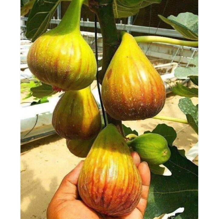 KWALITAS TERBAIK Obral Bibit tanaman buah tin jenis Thailand Brown ... KWALITAS TERBAIK Obral Bibit tanaman buah tin jenis Thailand Brown ...